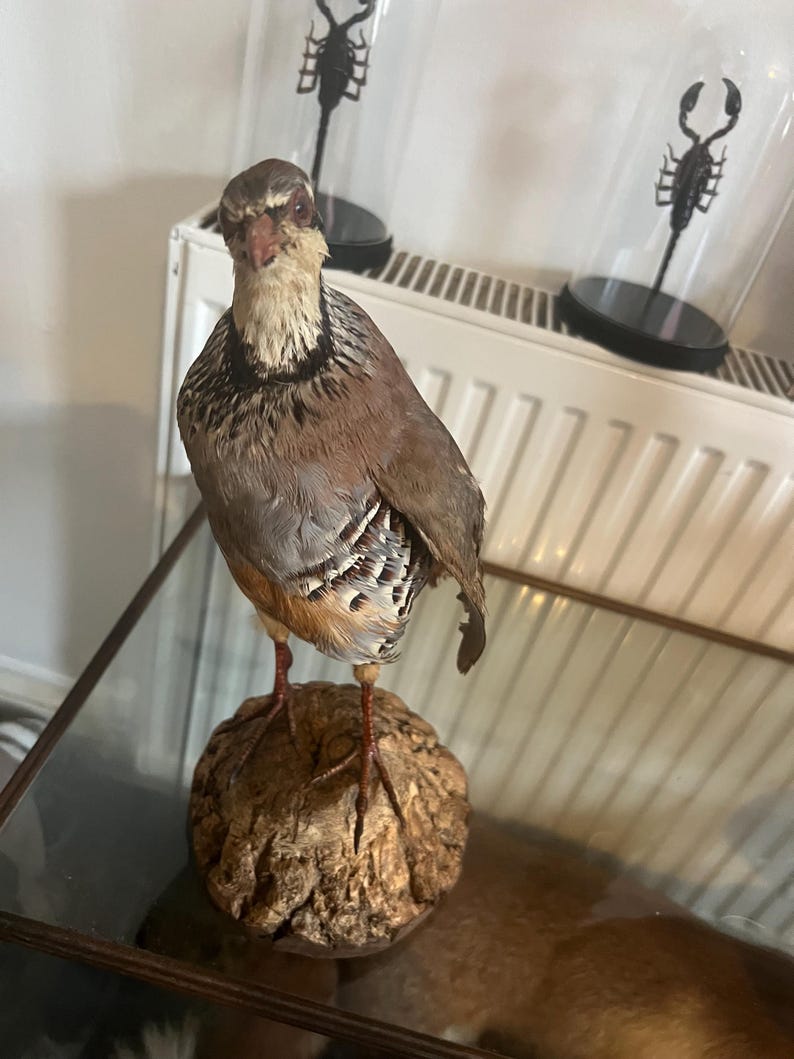 Antique Taxidermy Red Legged Partridge - Etsy