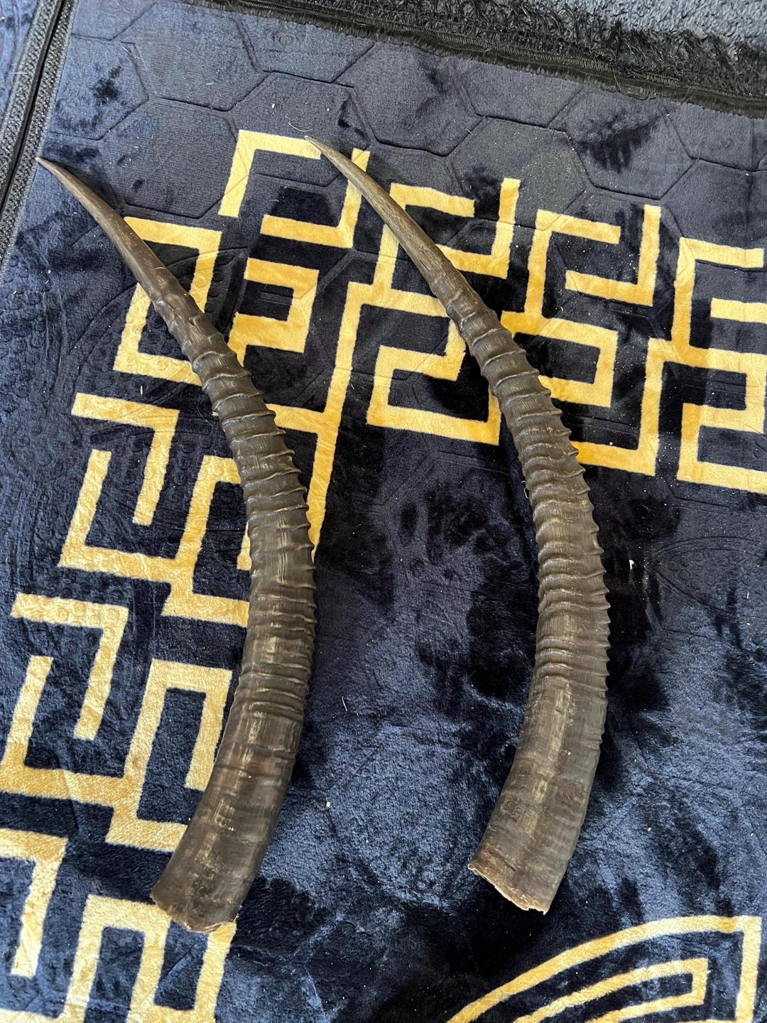 Large Pair of Roan Antelope Horns - Etsy