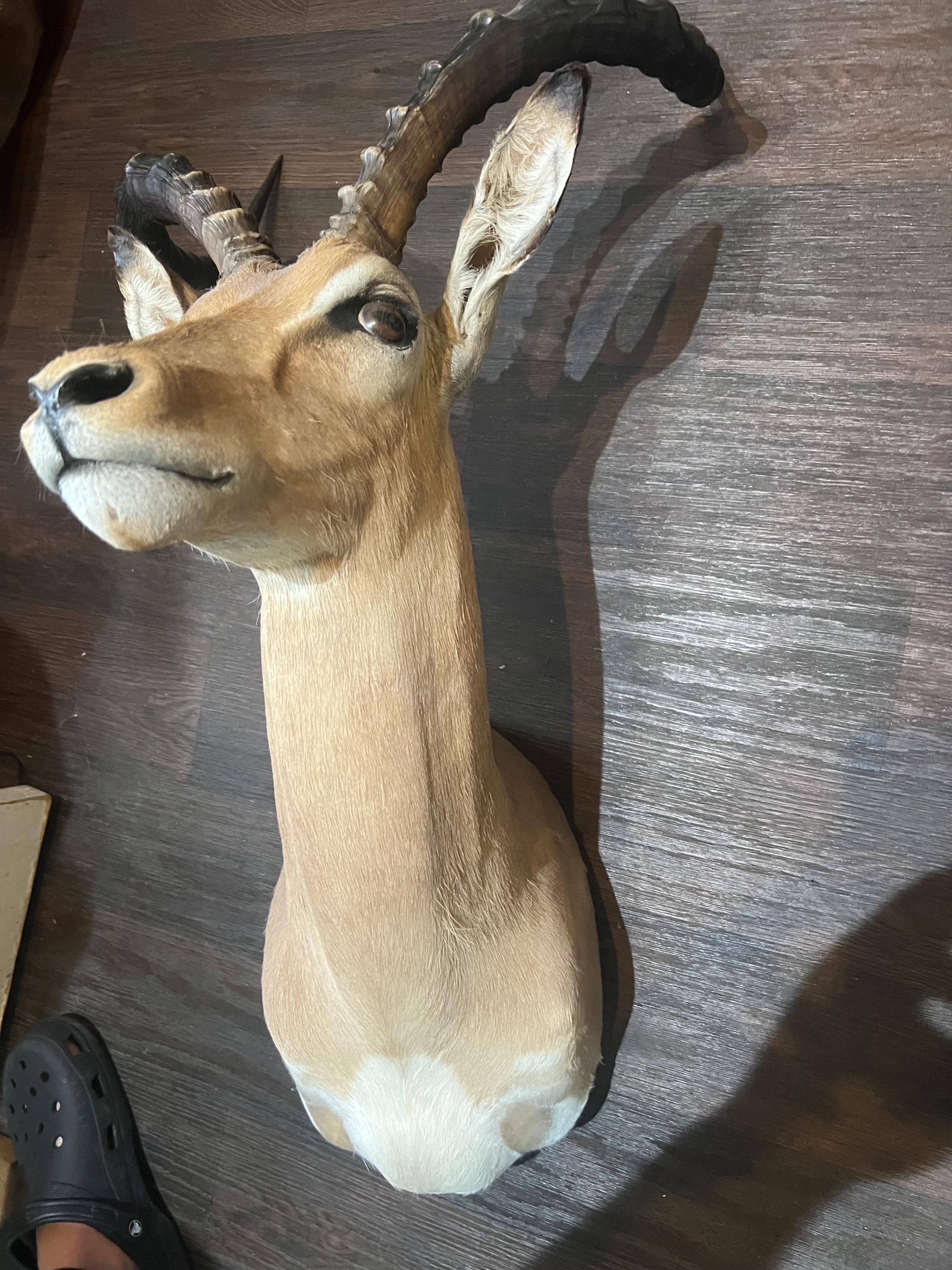 Stunning Large Taxidermy Impala Shoulder Mount - Etsy
