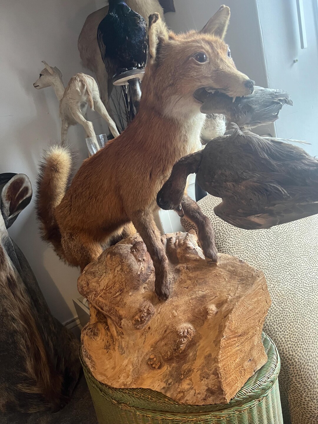 Stunning Large Full Mount Taxidermy Fox With Duck in Its Mouth - Etsy