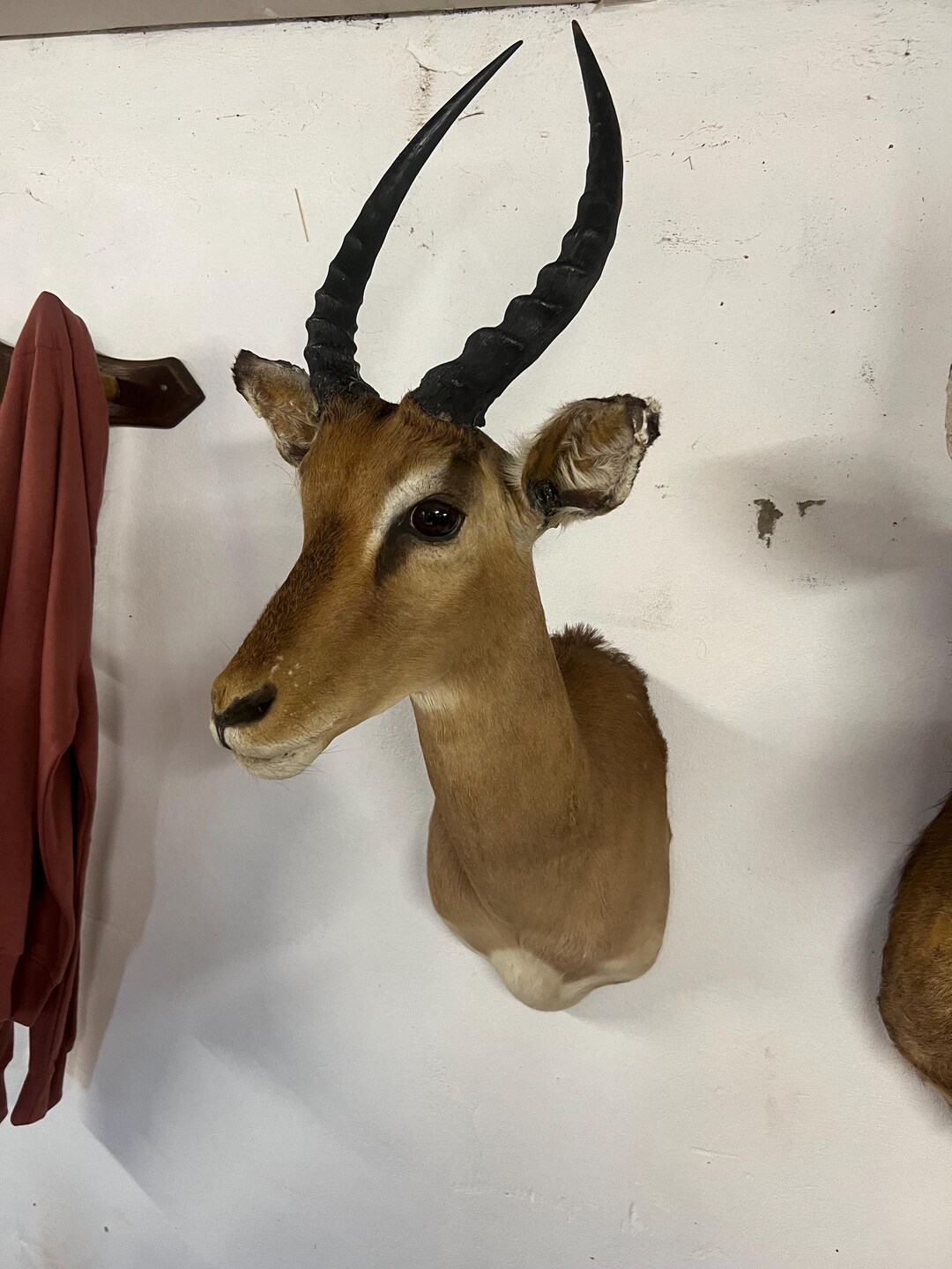 Taxidermy Young Impala Shoulder Mount - Etsy