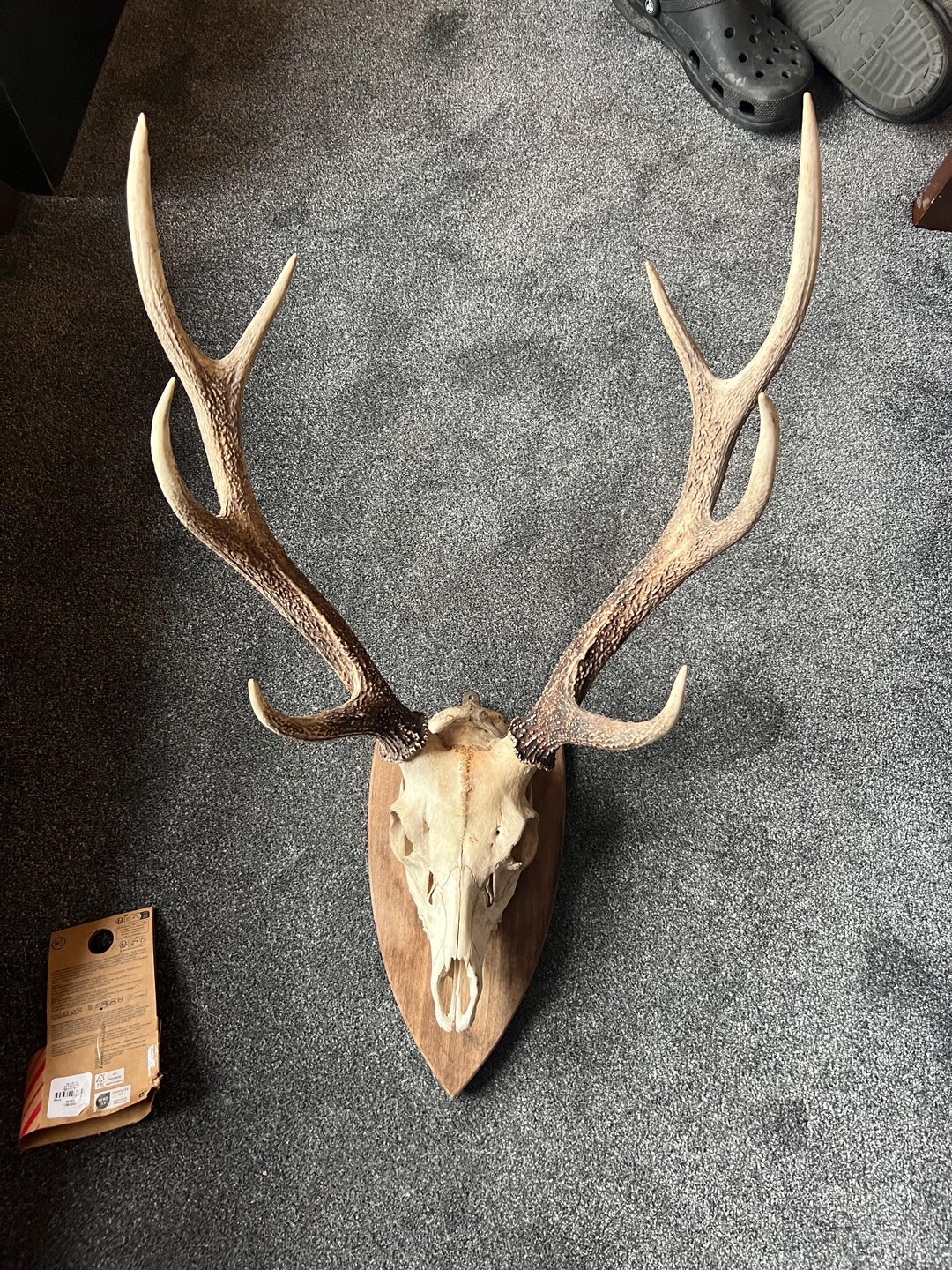 Lovely Set of 8 Point Deer Antlers on Wooden Base - Etsy