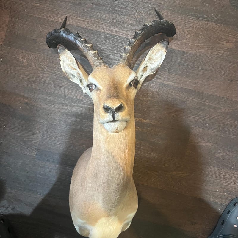 Animal Mount - Etsy UK