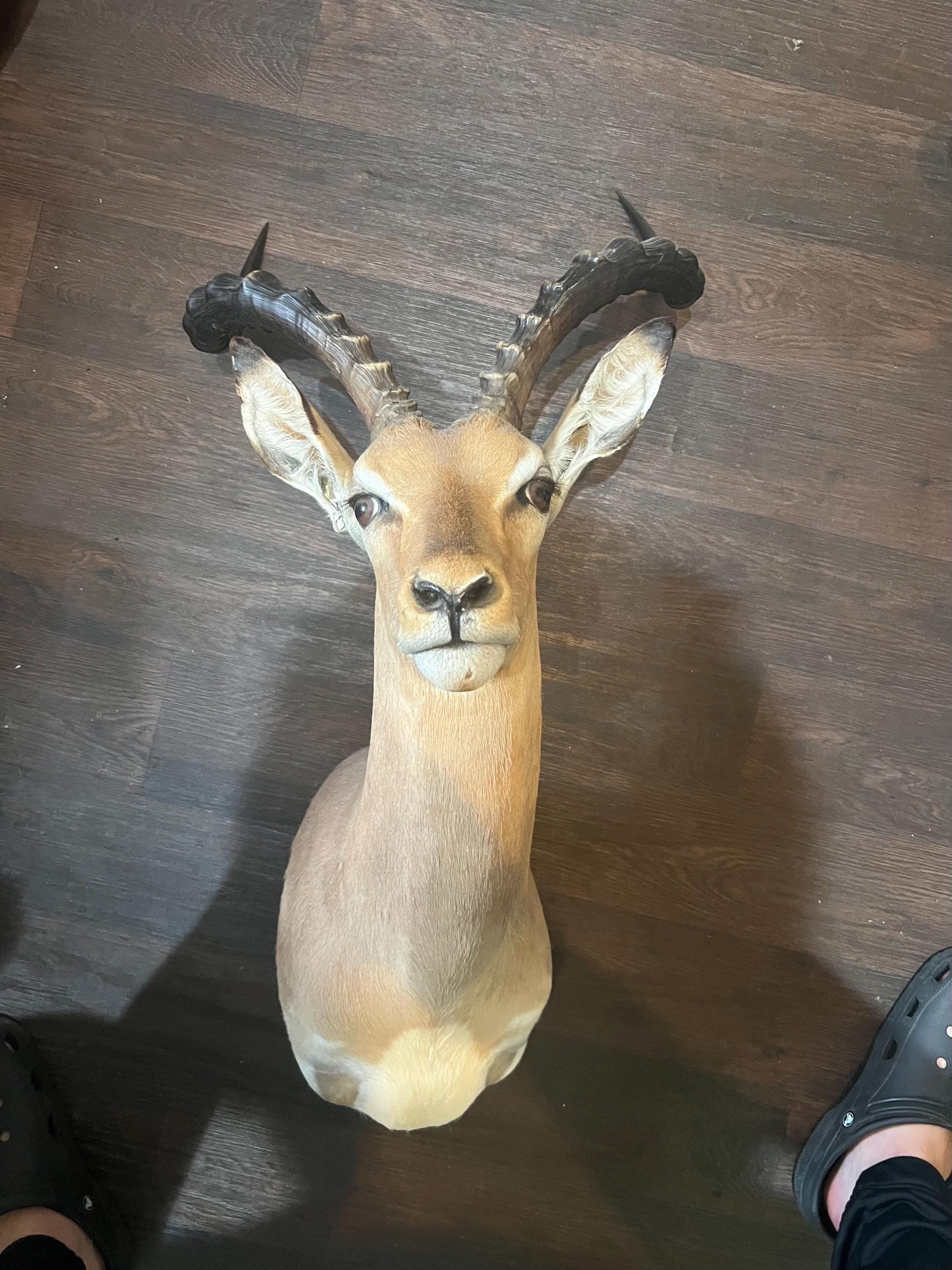 Stunning Large Taxidermy Impala Shoulder Mount - Etsy