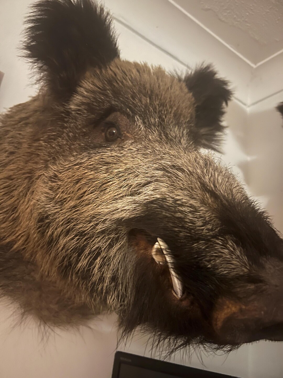 Beautiful Large Taxidermy Wild Boar Head - Etsy UK