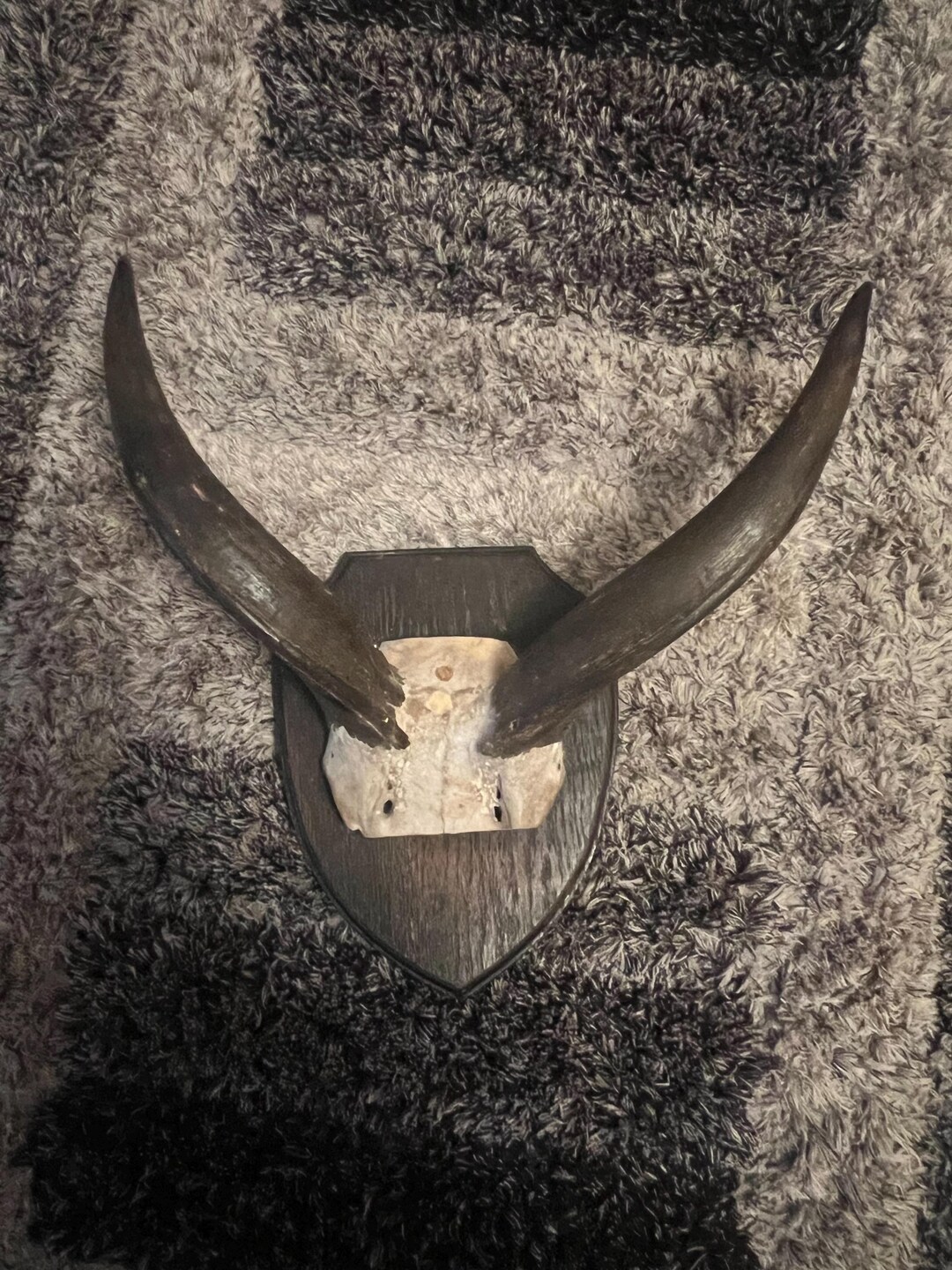 Set of Antelope Horns on Wooden Shield - Etsy