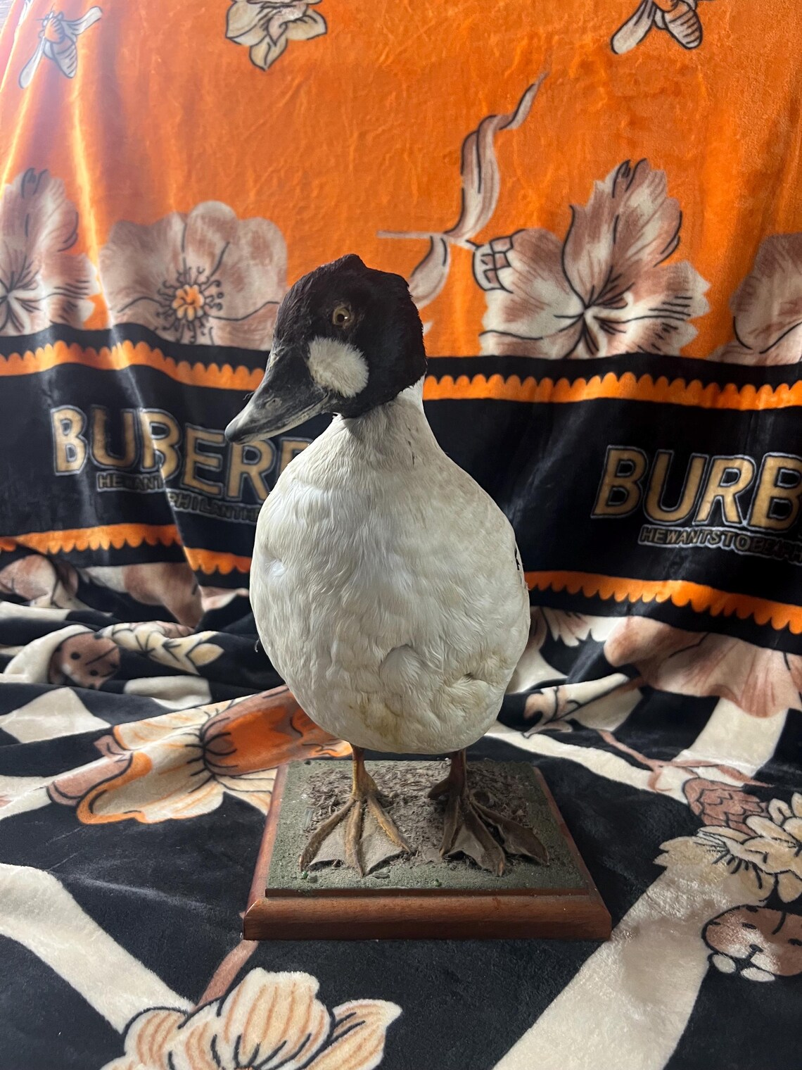 Pretty Taxidermy Conman Goldeneye Duck - Etsy