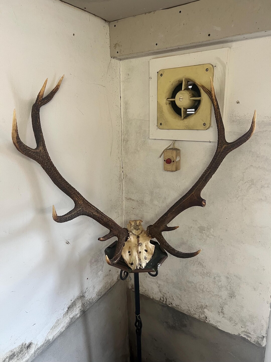 Stunning Large 10 Point Deer Antlers - Etsy