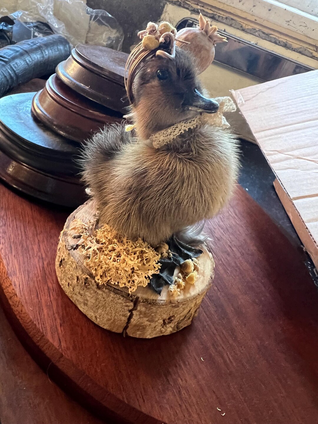 Lovely Little Taxidermy Duckling With Accessories - Etsy