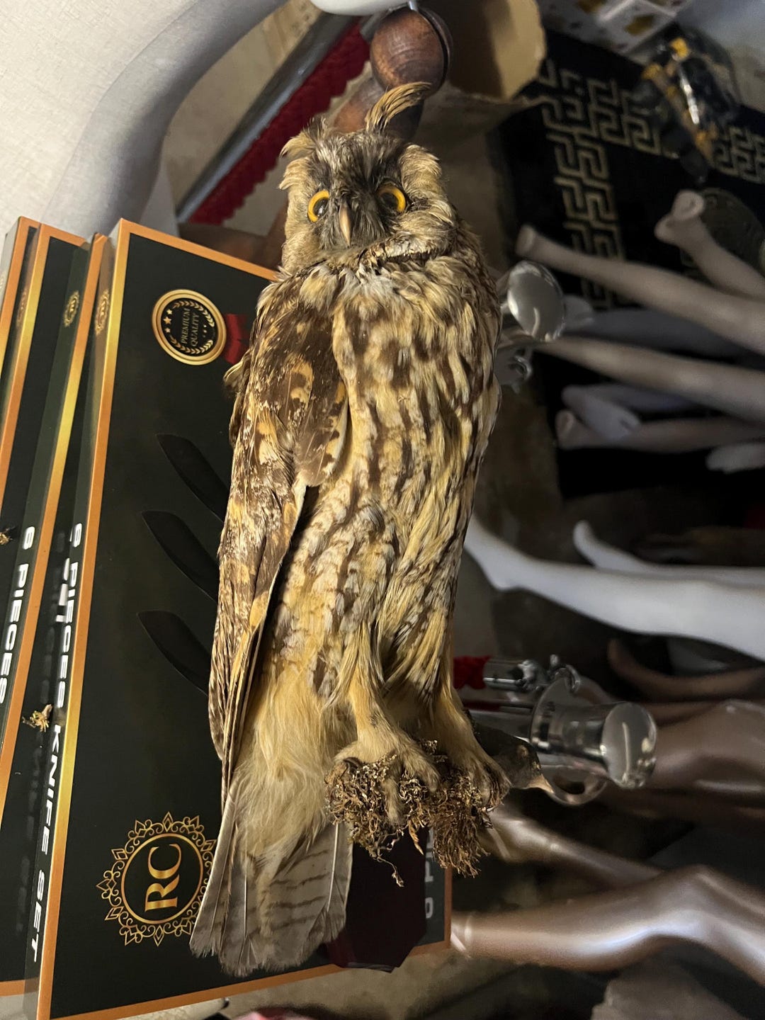 Taxidermy Short Earad Owl on Oak Shield - Etsy