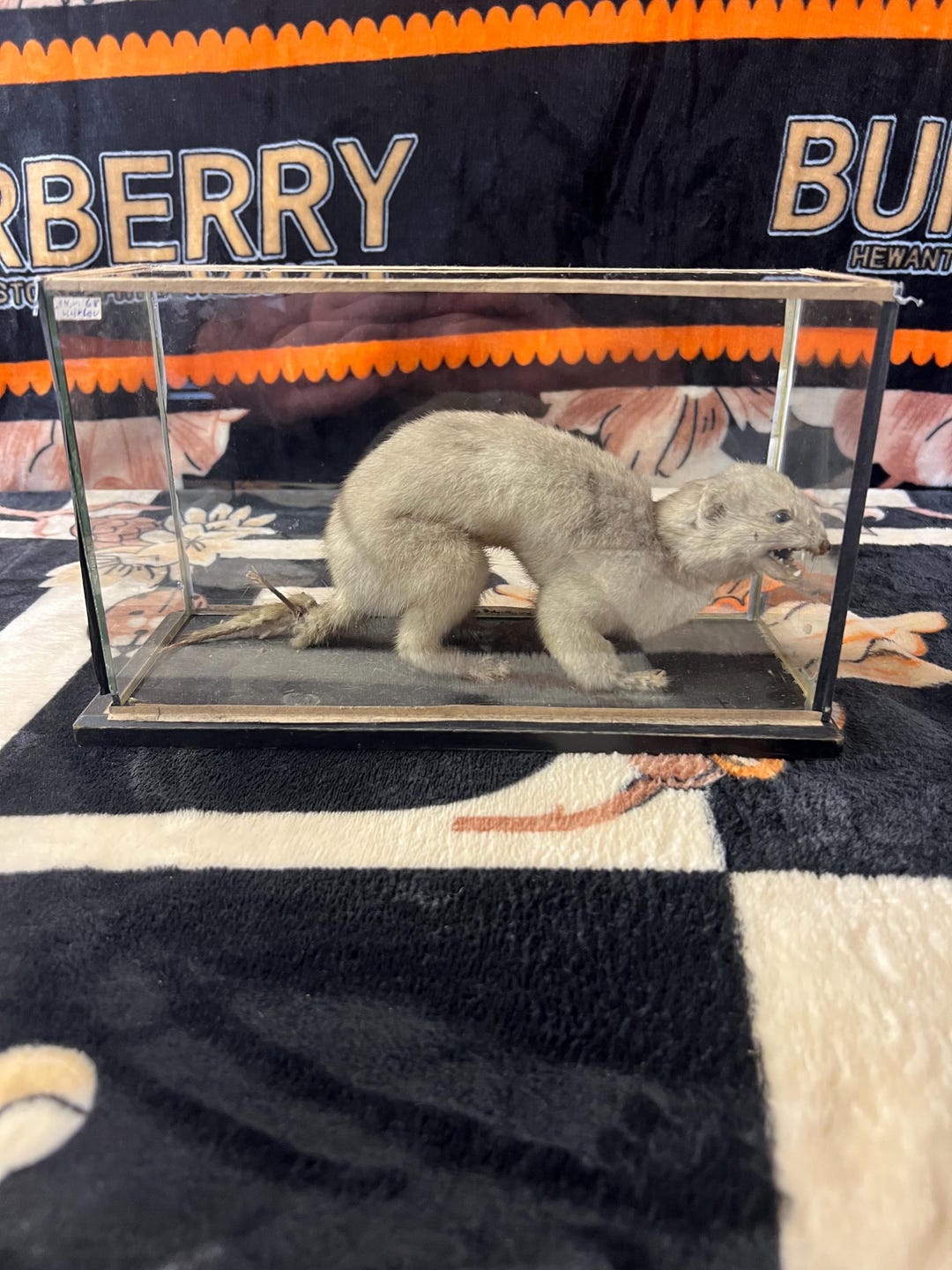 Pretty Taxidermy Stoat in Lovely Museum Specimen Case - Etsy