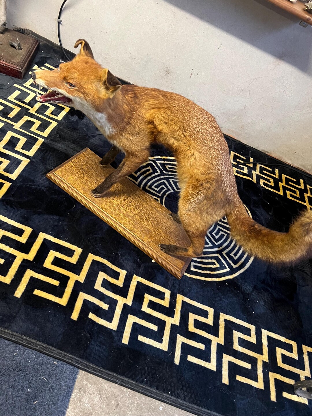 Stunning Taxidermy Full Mount Fox - Etsy
