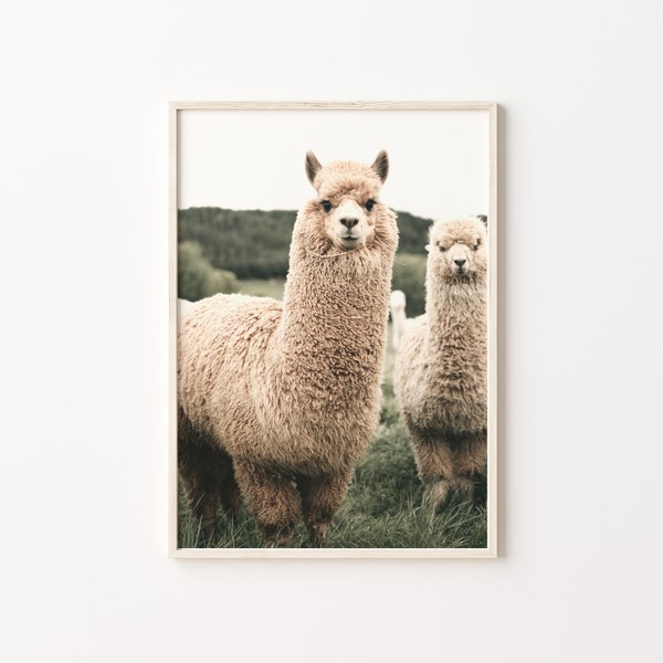 Llama Print - Etsy