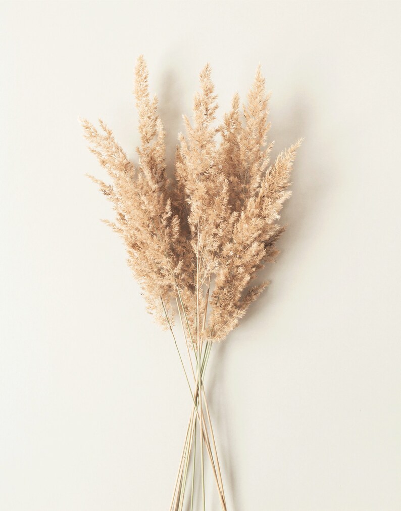 Pampas Grass Wall Art Neutral Pampas Print Minimalist Pampas - Etsy