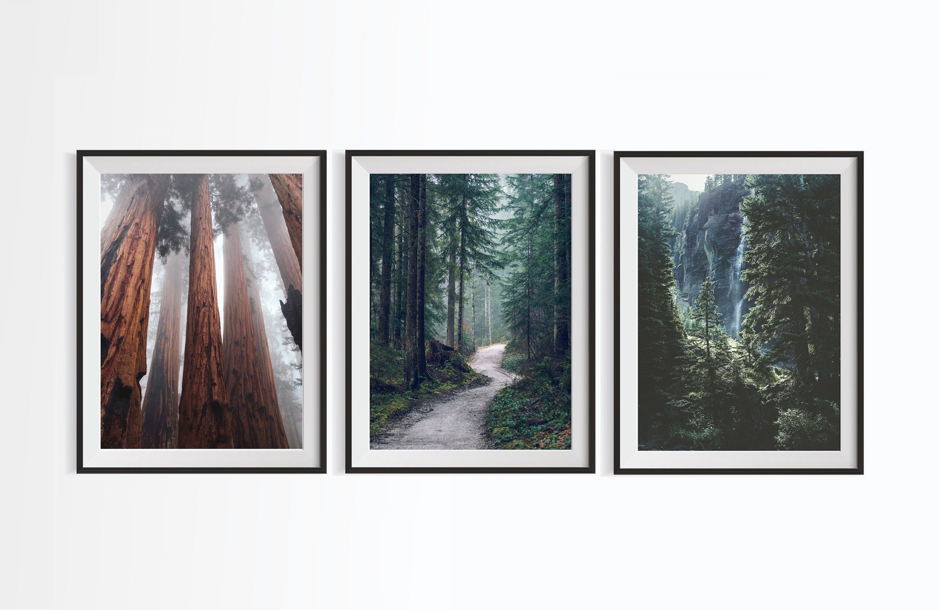 Redwood Forest Prints Set of 3 Forest Nature Photography | Etsy