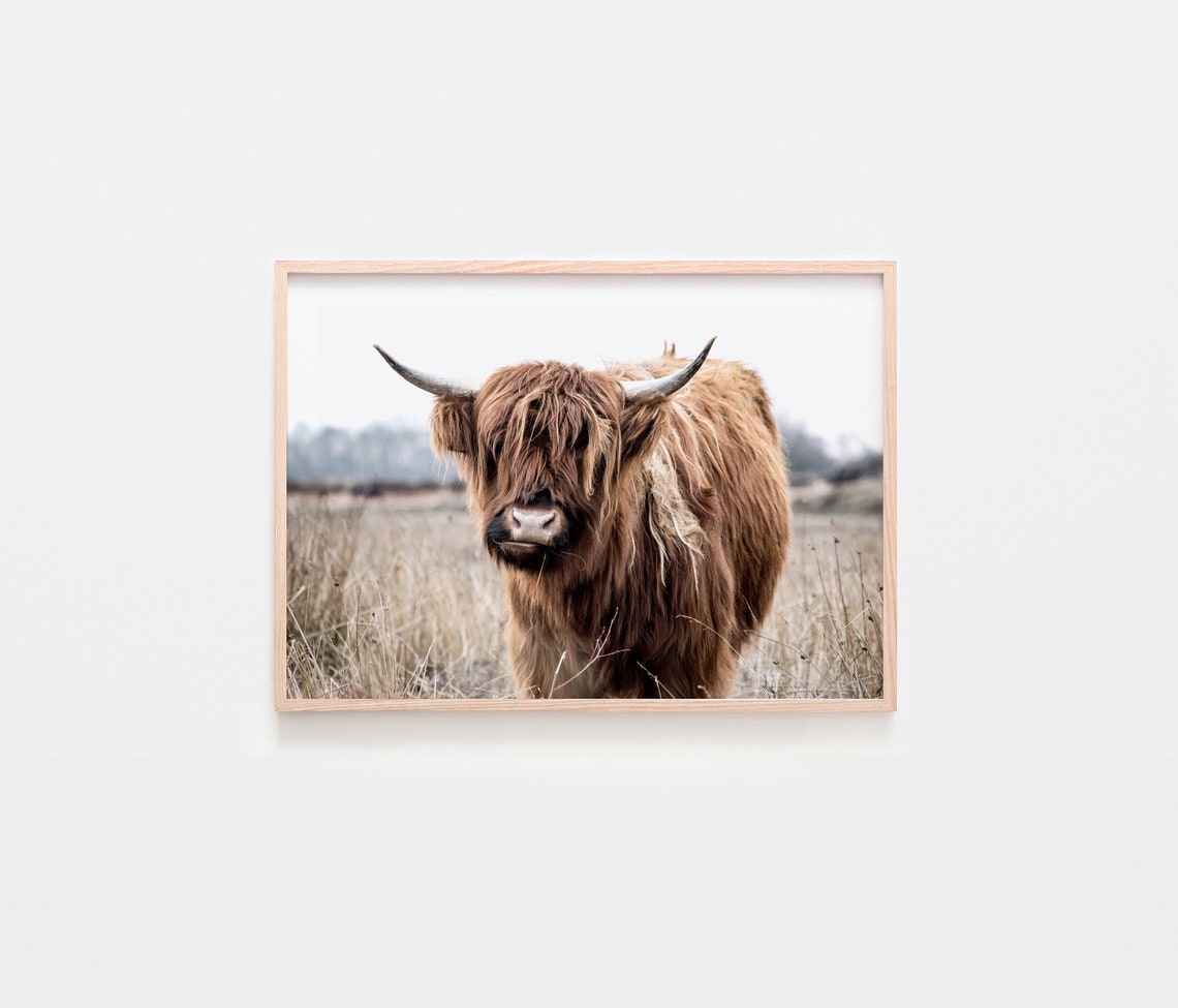 Highland Cow Print Photography Digital File Highland Cow - Etsy