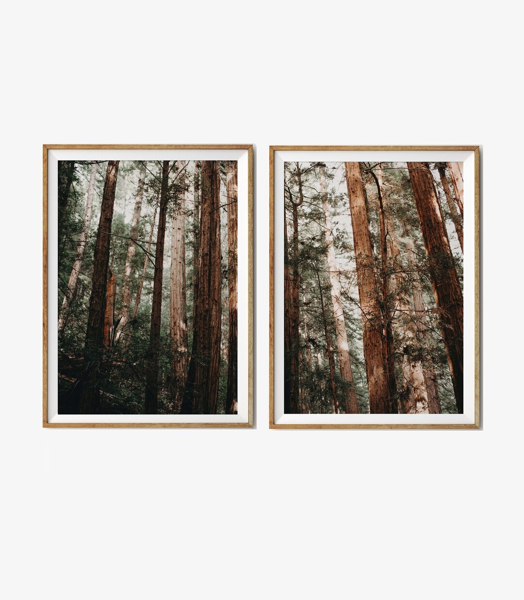 Redwood Tree Wall Art Set of 2 Prints Forest Nature Prints - Etsy