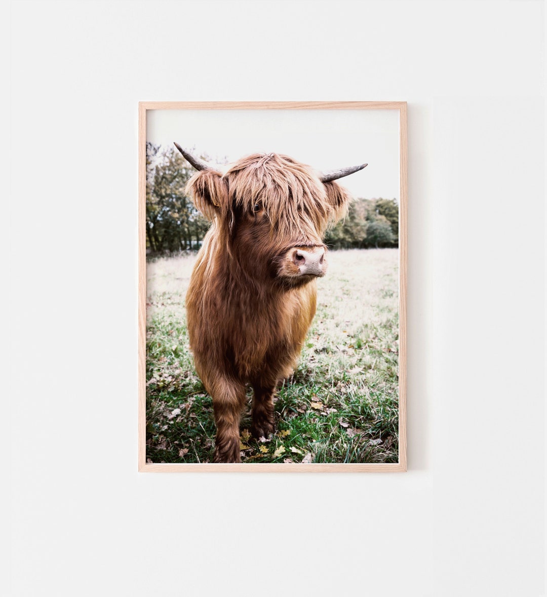 Highland Cow Print, Highland Cow Poster for Download, Rustic Cow Photo ...