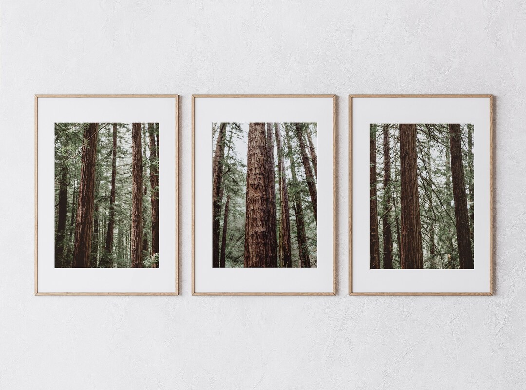 Redwood Prints Set of 3, Redwood Tree Wall Art, Forest Digital Prints ...