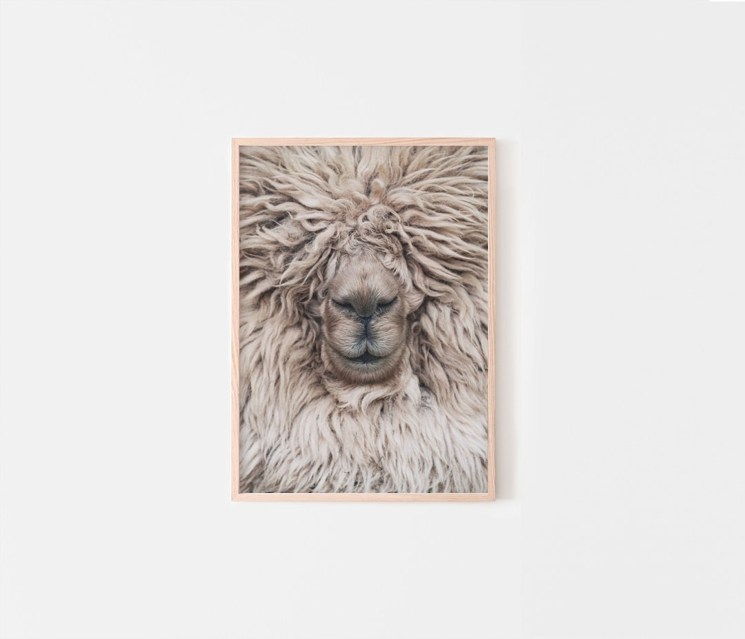 Alpaca Wall Art Print, Llama Photography, Nursery Animal Decor, Neutral ...