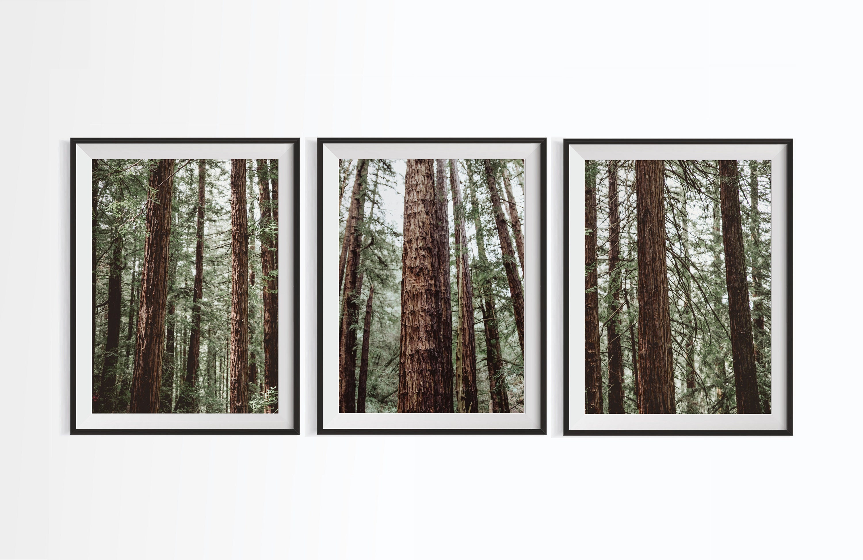 Redwood Prints Set of 3 Redwood Tree Wall Art Forest Digital - Etsy