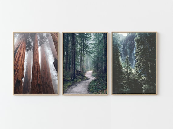 Redwood Forest Prints Set of 3 Forest Nature Photography | Etsy