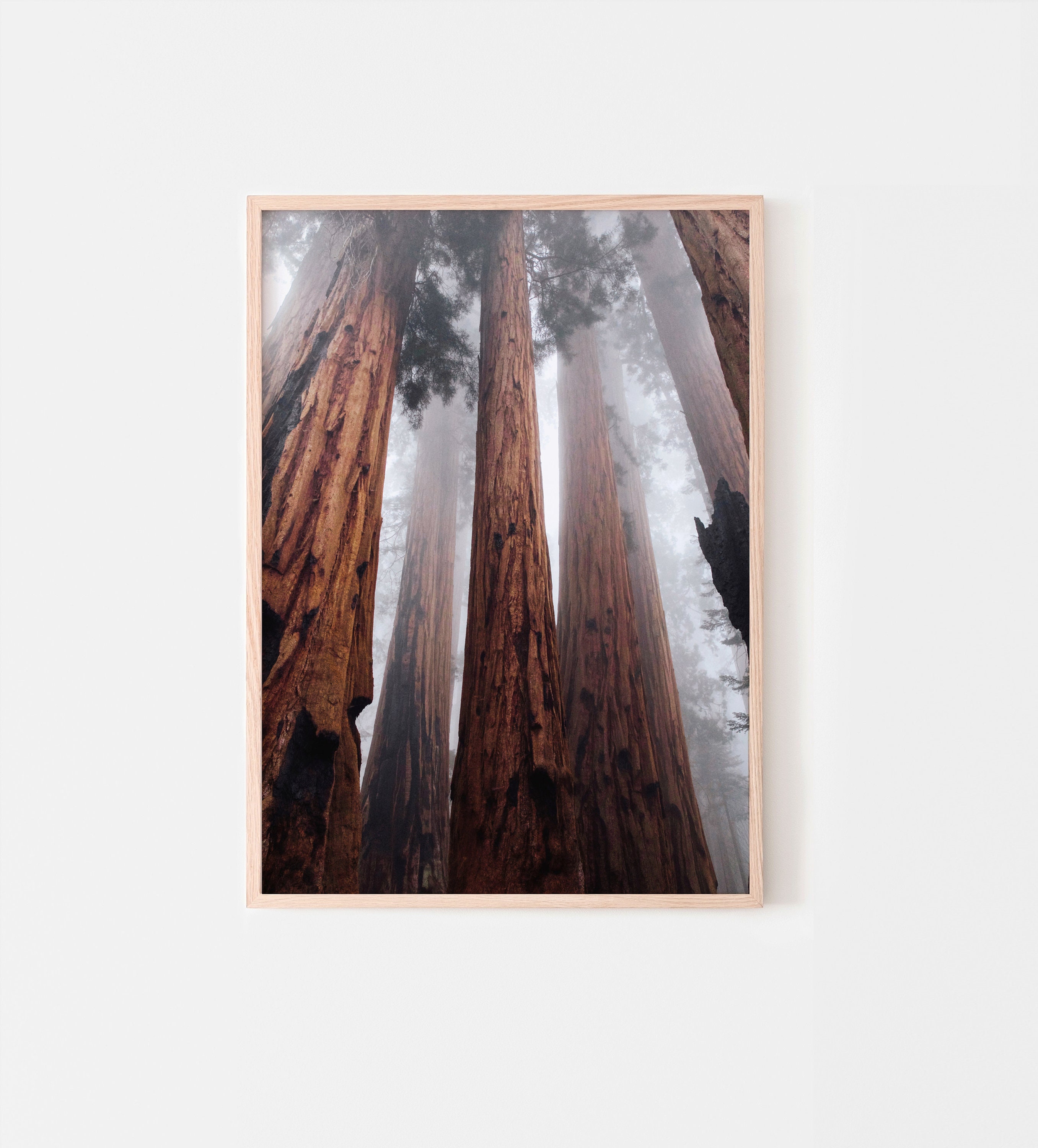 Landscape Prints Set of 2 Redwood Print Creek Photography | Etsy