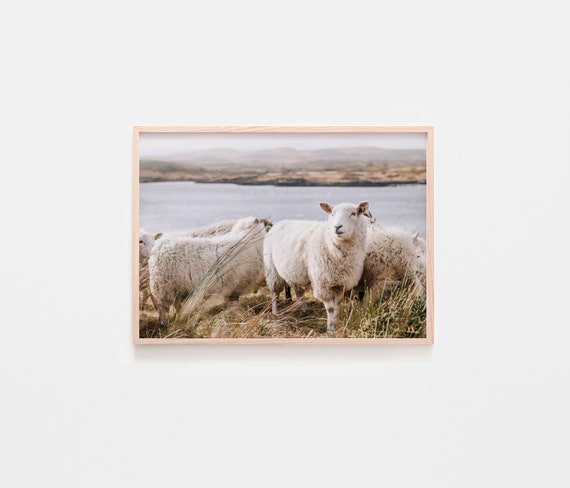 Farm Photography Print Sheeps Poster Farm Animals Print - Etsy
