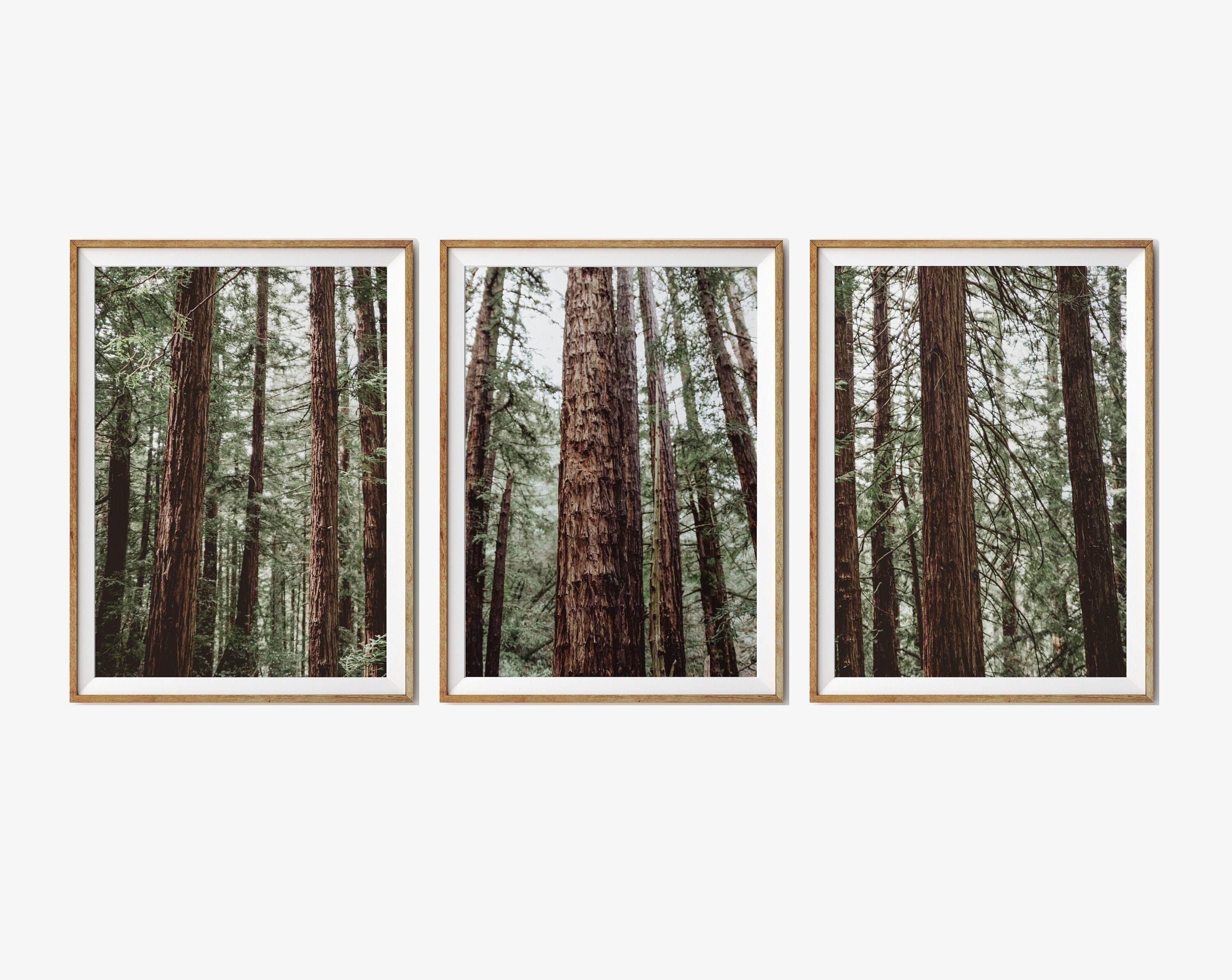 Redwood Prints Set of 3 Redwood Tree Wall Art Forest Digital - Etsy