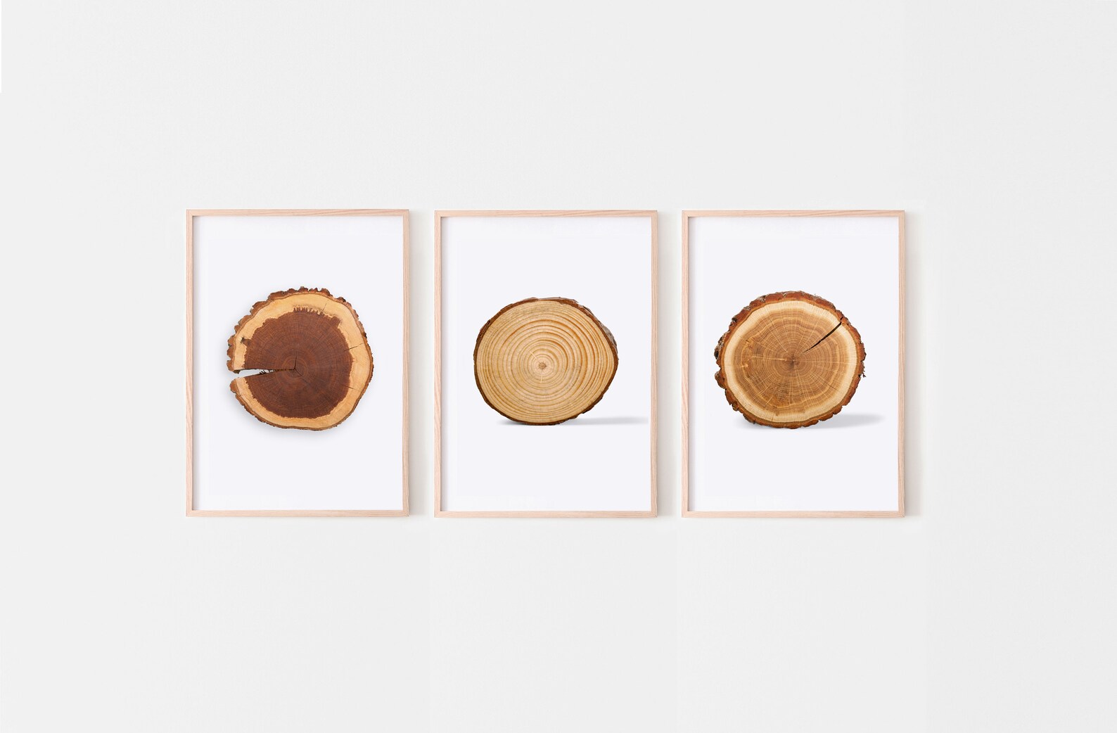 Tree Rings Wall Art Set of 3 Prints Digital Files Tree Log | Etsy