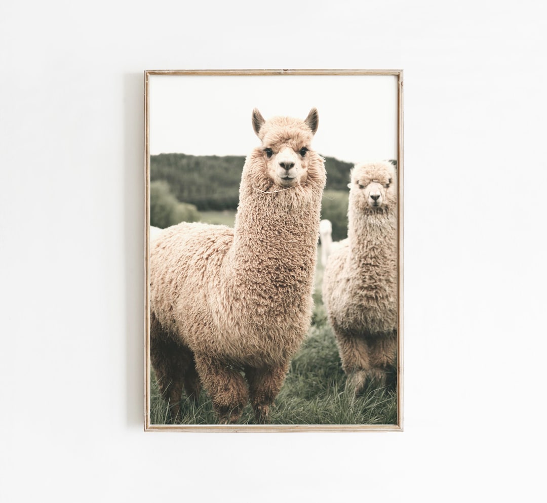 Llama Digital Print, Llama Wall Art, Alpaca Photography, Boho Animal ...