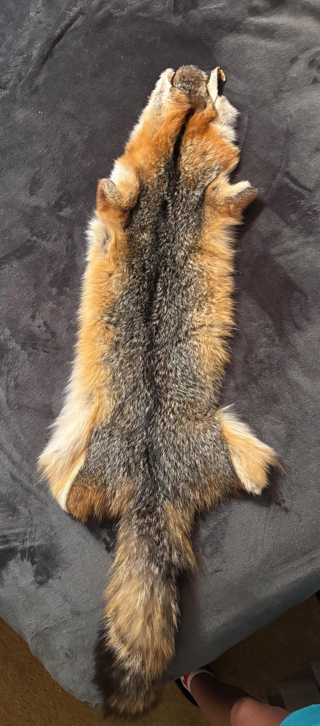 Professionally Tanned Gray Fox Pelt: Supple Thick Hide, 42" - Etsy