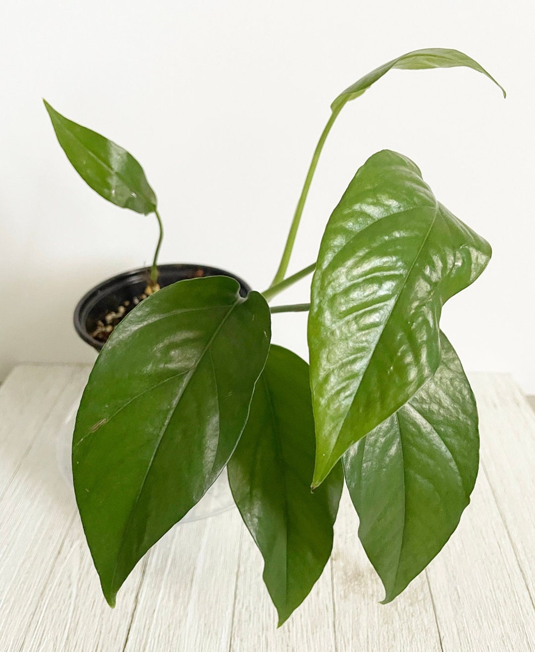 Baltic Blue Pothos - Etsy