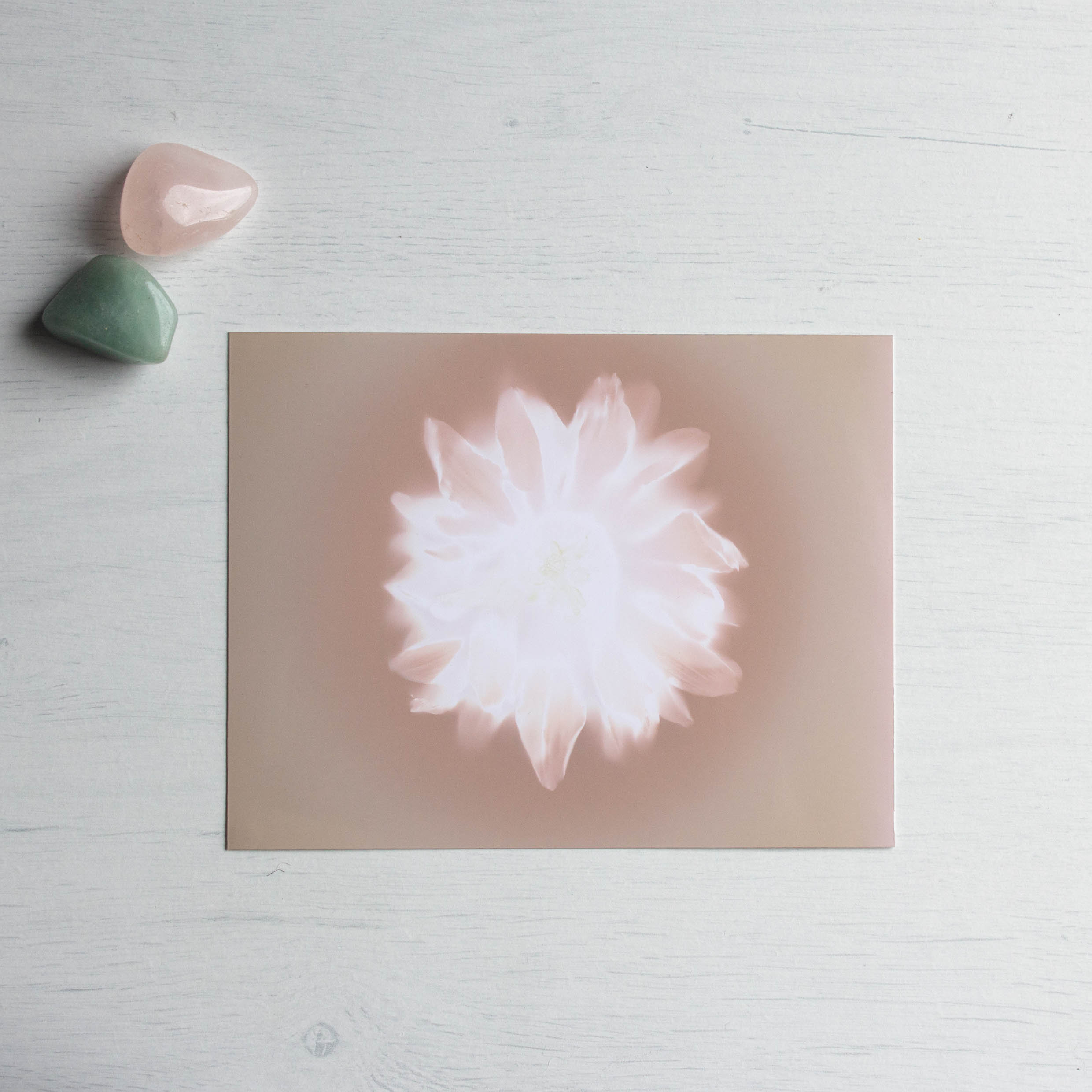 Photography Art & Collectibles Color botanical art handmade wall art ...