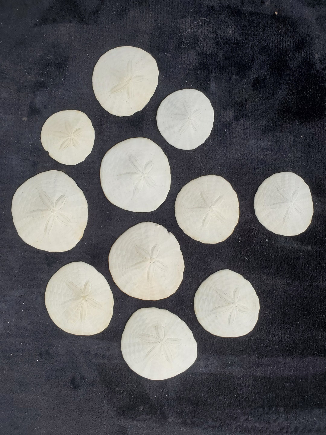 11 Small Ocean Sand Dollars Ocean Decor - Etsy