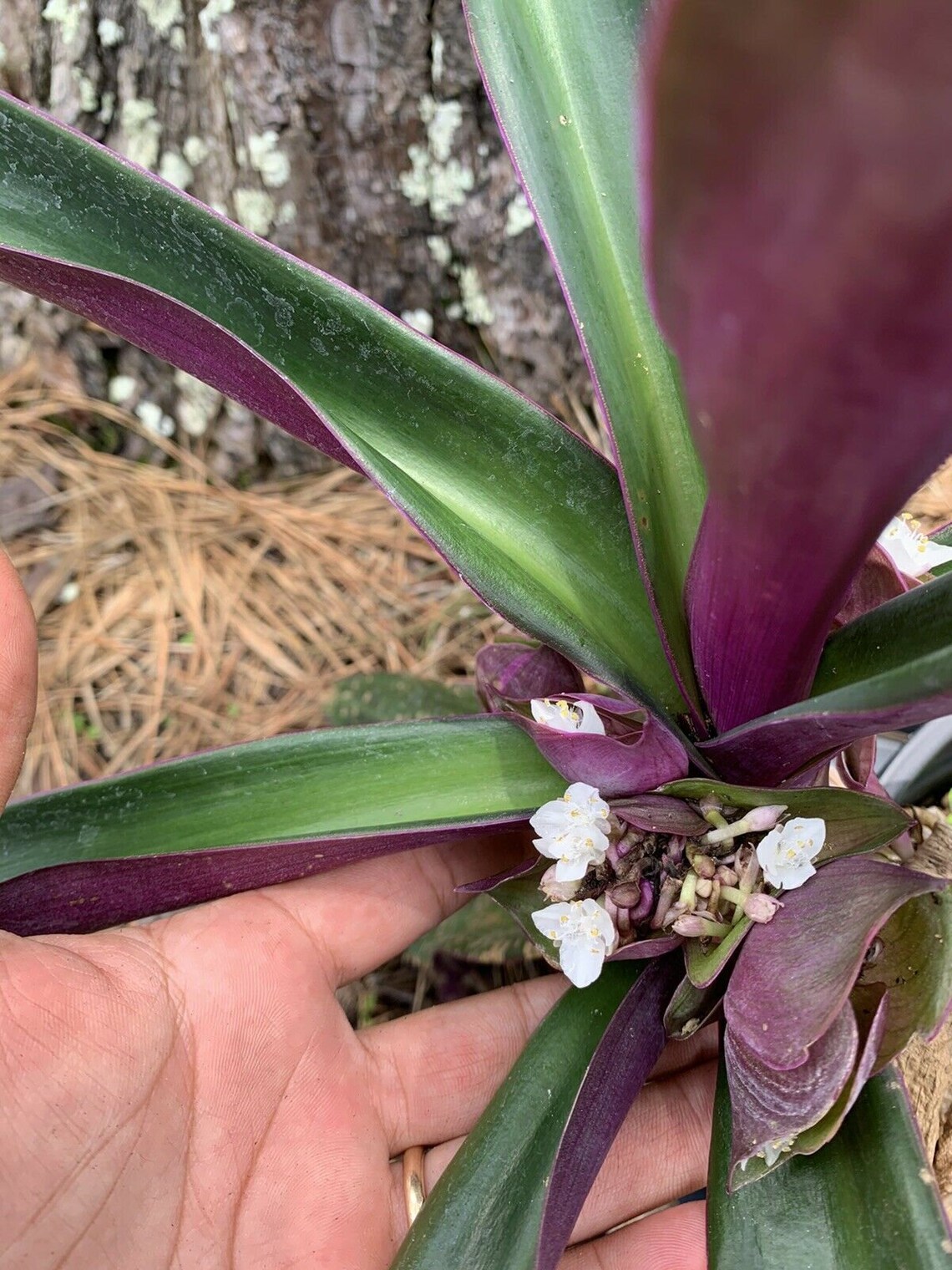 Plant-Giant Rare RHOEO OYSTER PLANT 1 Small Plant 7 Tall | Etsy