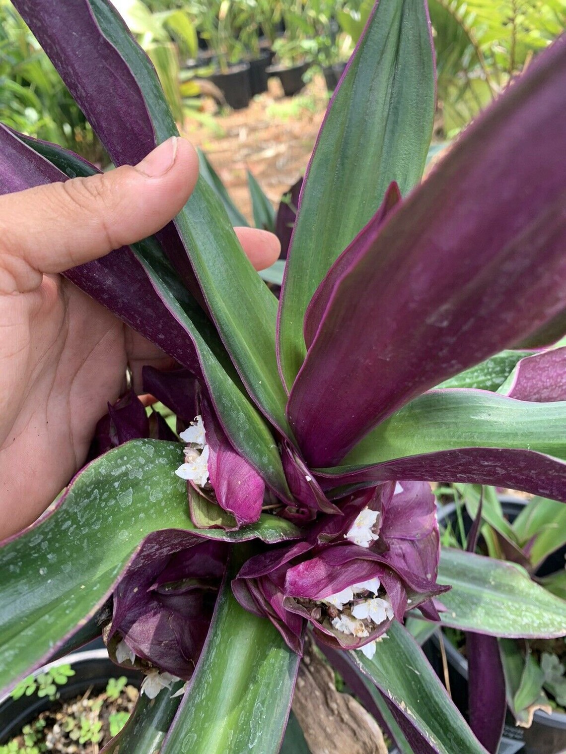 Plant-Giant Rare RHOEO OYSTER PLANT 1 Small Plant 7 Tall | Etsy