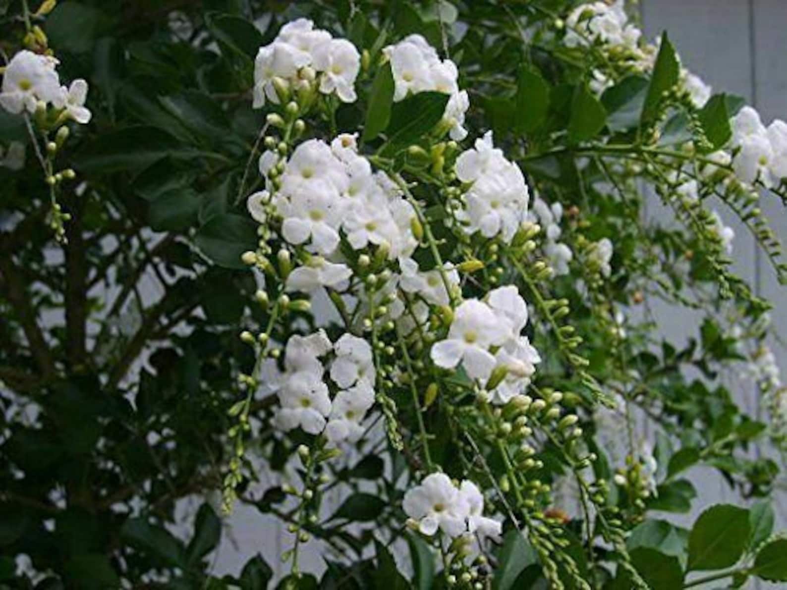 Plante de démarrage enracinée ALBA WHITE DURANTA Repens | Etsy