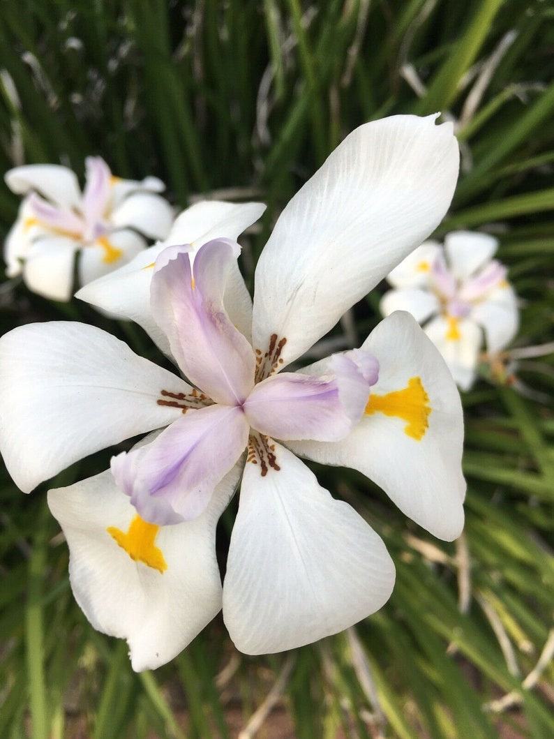 African Iris WHITE 2 LIVE PLANTS 5 Tall | Etsy