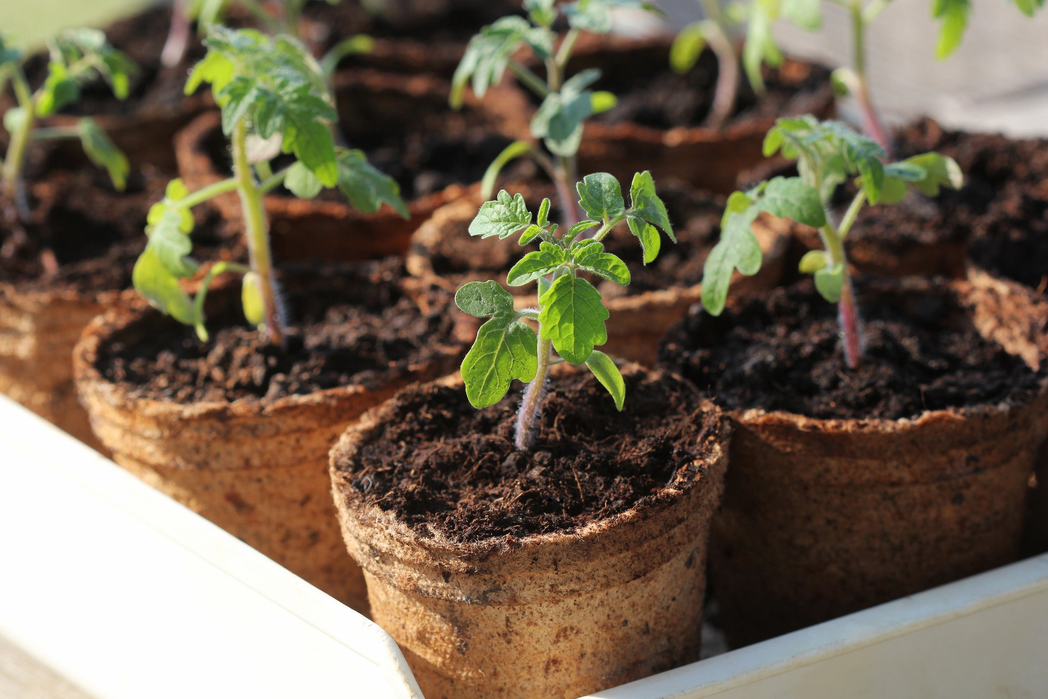 100 Biodegradable Plant Pots - Etsy