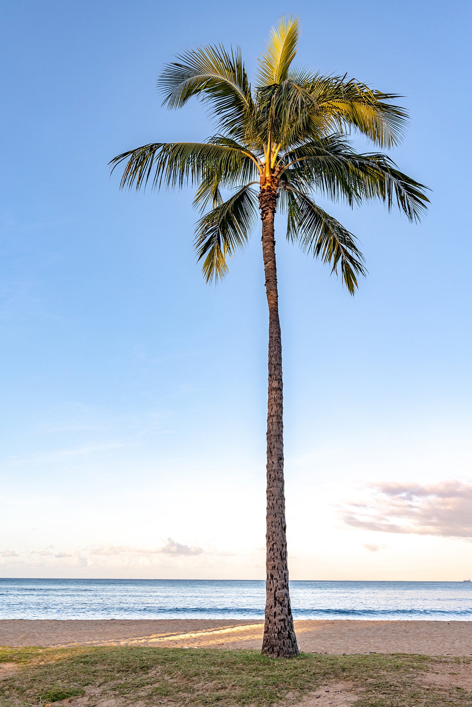 A Single Perfect Palm Tree On A Tropical Hawaii Vacation 