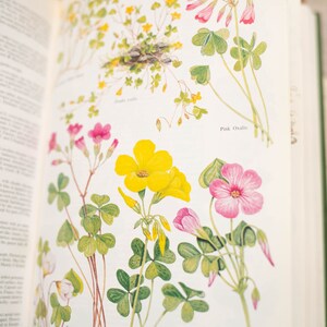 The Illustrated Flora, Vintage Botanical Book, Margaret Blamey - Etsy