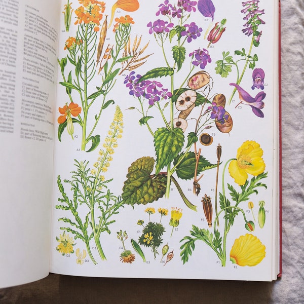 Antique Botanical - Etsy UK