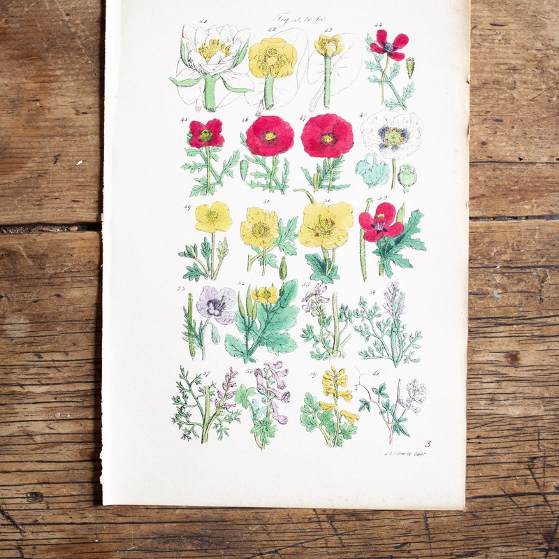 Botanical Book Plate - Etsy