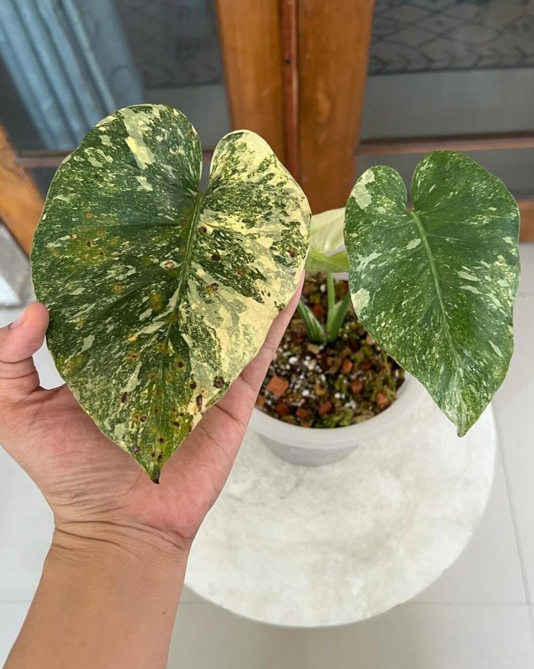 Real Picture Monstera Legacy Variegated 3 Active Leaves Pot Diameter ...