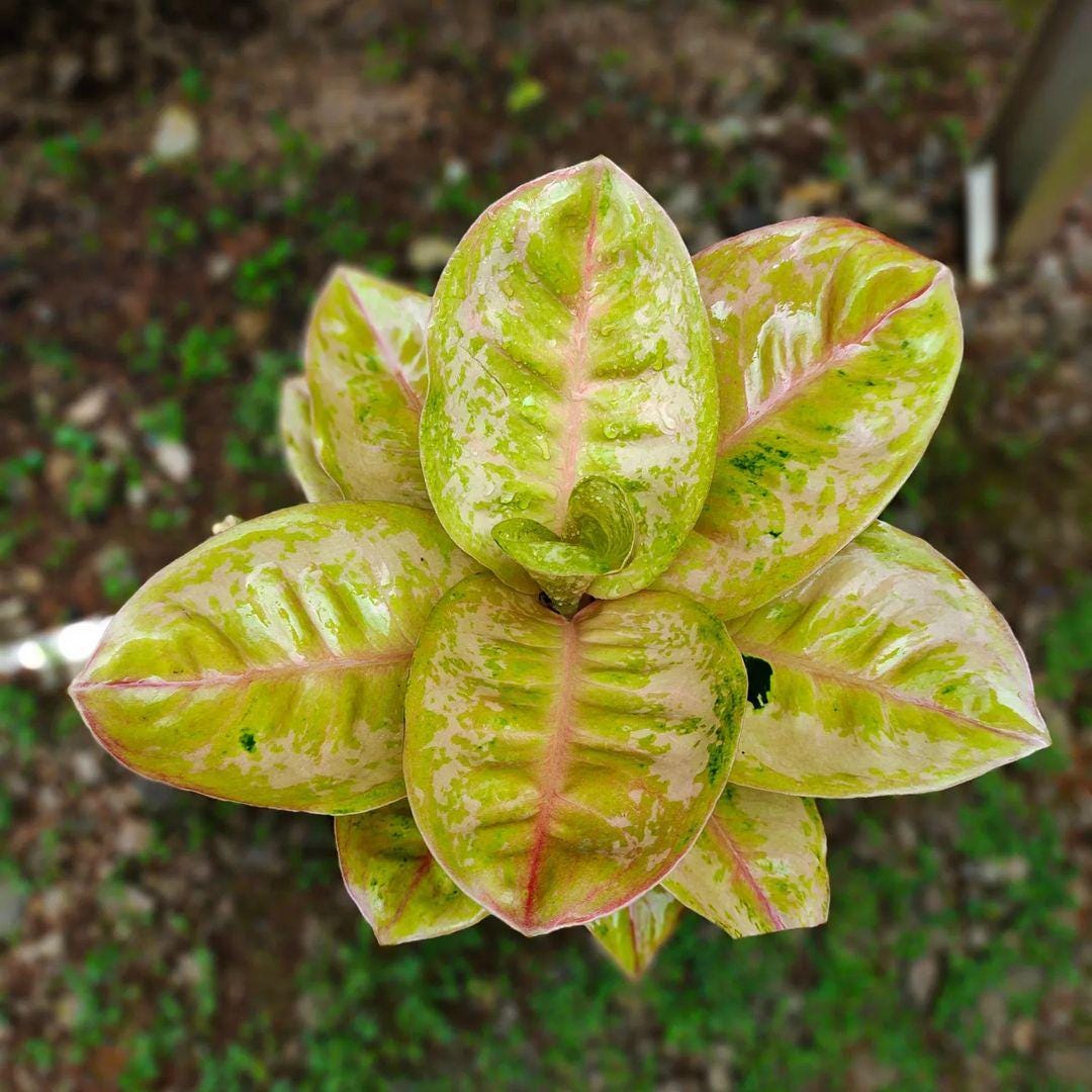 Aglaonema Ayu Green Beautiful Plant and Good Root Free Phytosanitary ...