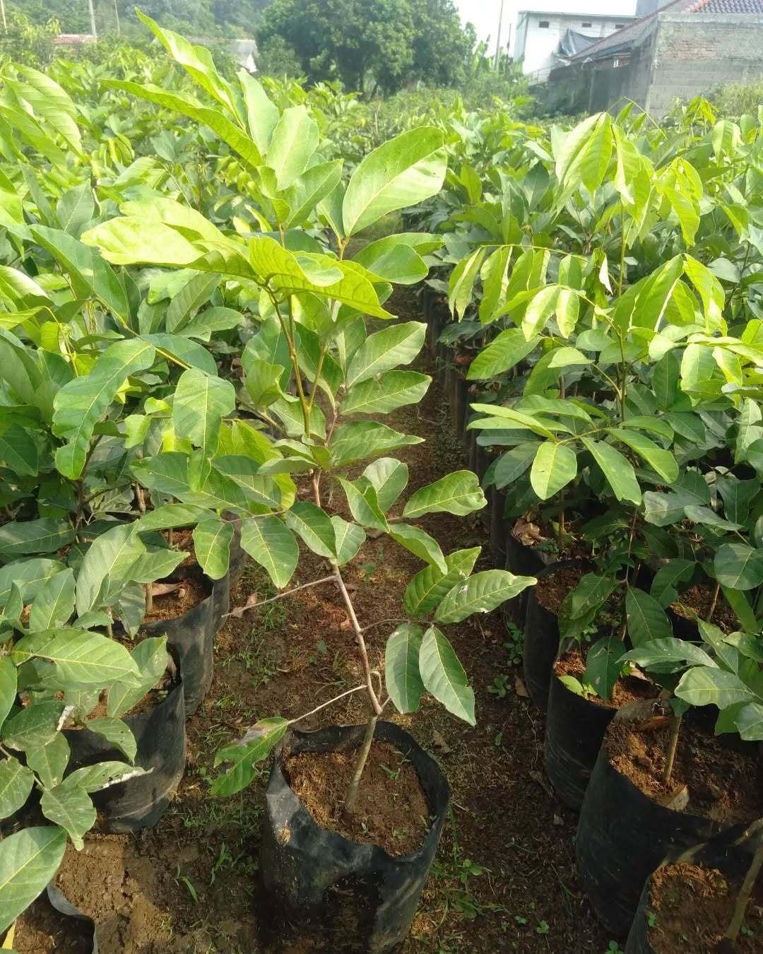 Grafted Fruit Tree Plants Rambutan Pulasan Free Phytosantary DHL ...