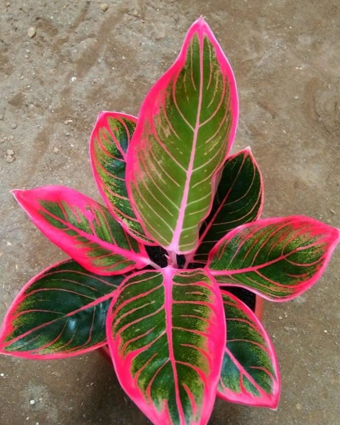 Aglaonema Khanza Rare Plant Free Phytosanitary Good Condition - Etsy