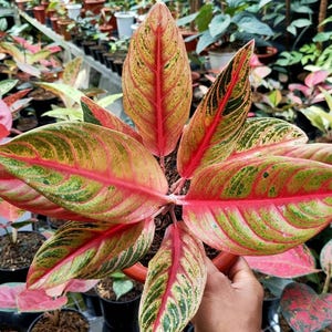 Aglaonema Red Nancy Beautiful Plant and Good Root Free Phytosanitary ...