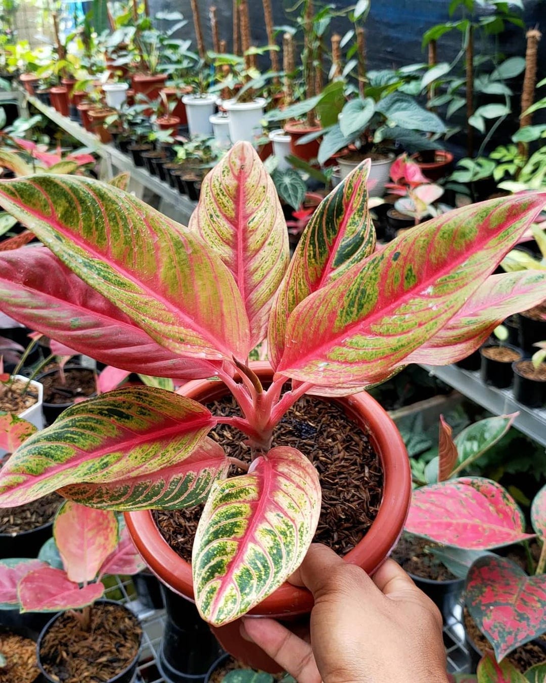 Aglaonema Red Nancy Beautiful Plant and Good Root Free Phytosanitary ...